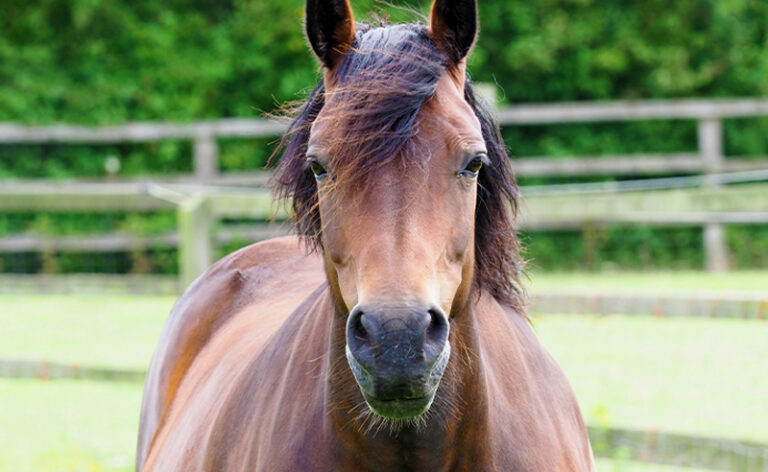 Timothy Balance® Forage Cubes — Naturals | Triple Crown Feed
