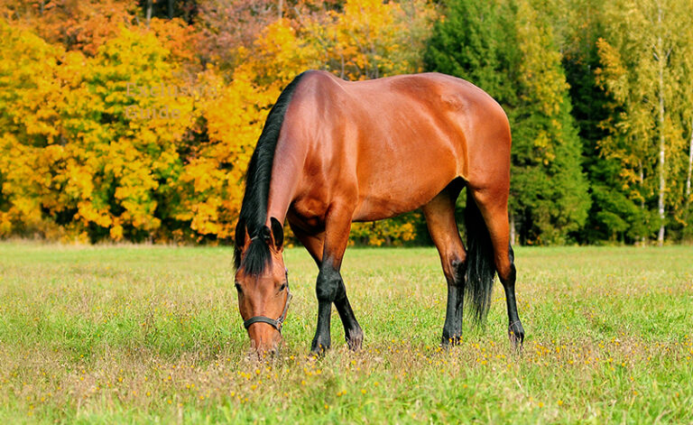 Rice Bran — Naturals - Triple Crown Feed