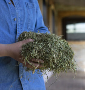 Premium Grass Forage | Triple Crown Feed