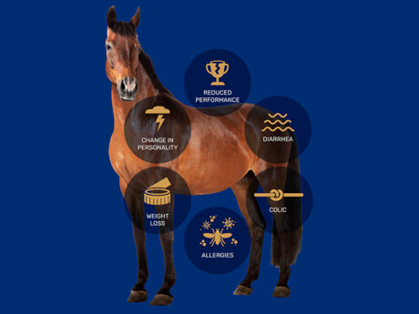 ButiPEARL - Triple Crown Feed