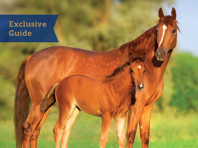 Horse Health | Triple Crown Feed