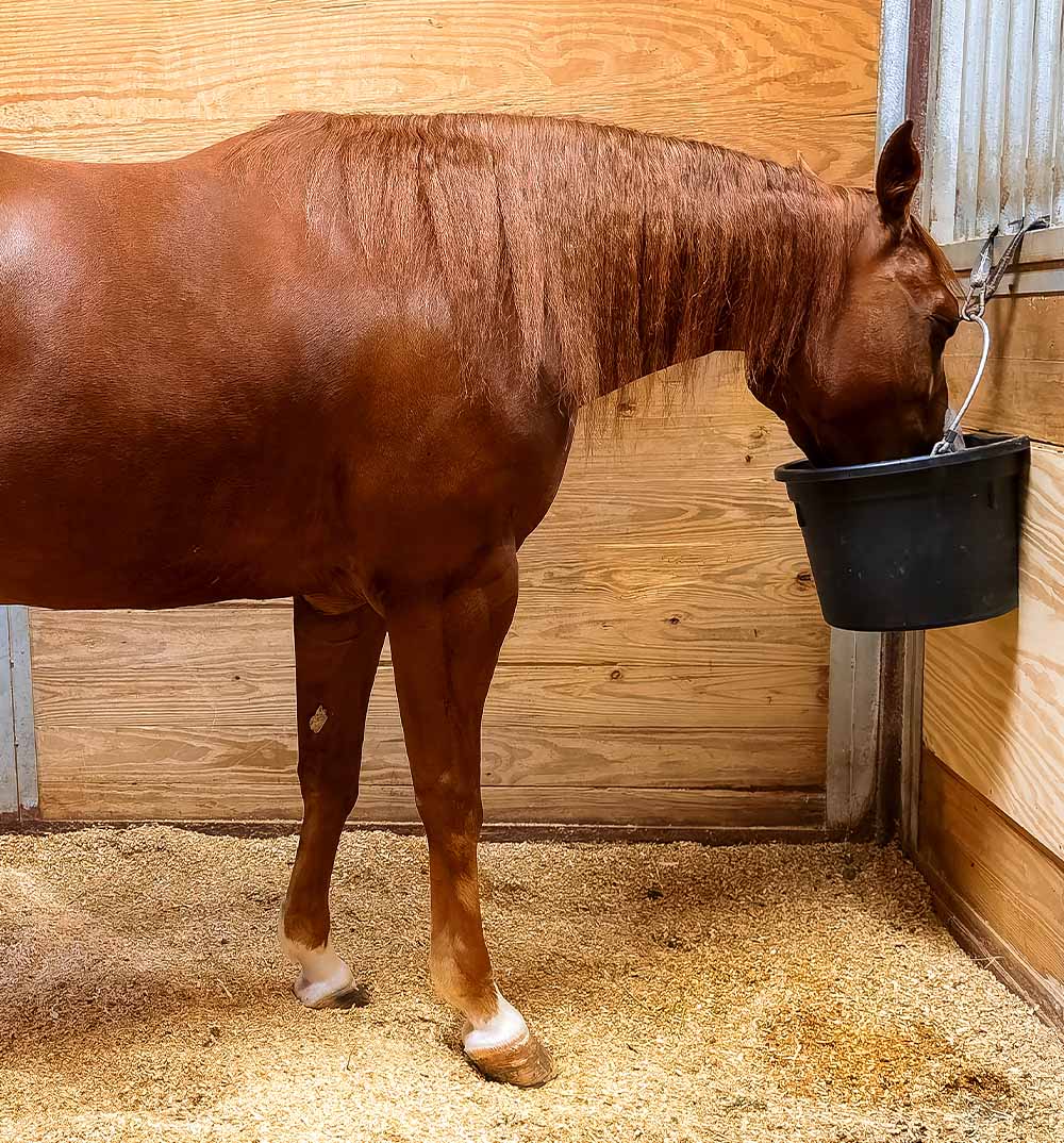 How Your Horse's Digestive System Works - Triple Crown Feed