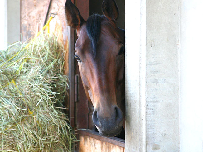 How to Visually Evaluate Horse Hay for Quality - Triple Crown Feed