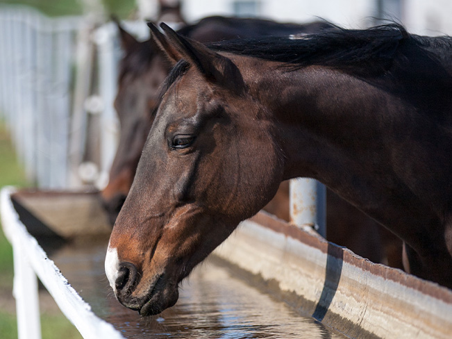 Horse Not Drinking Water? Tips for Preventing Dehydration - Triple ...